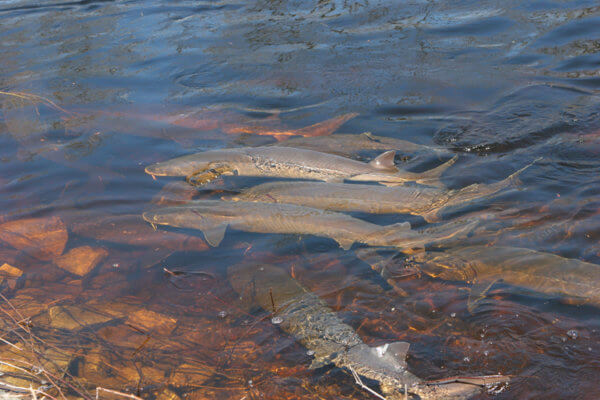 Spawning Sturgeon - Richard P Smith